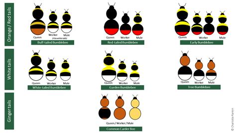 Identifying Bees Bee Basics