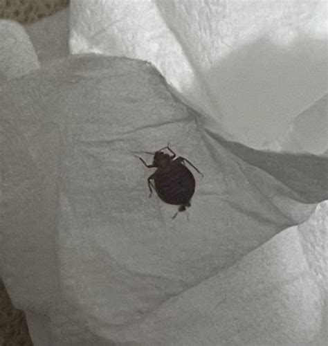 My Stepmom Says No But Im Not Convinced Rbedbugs
