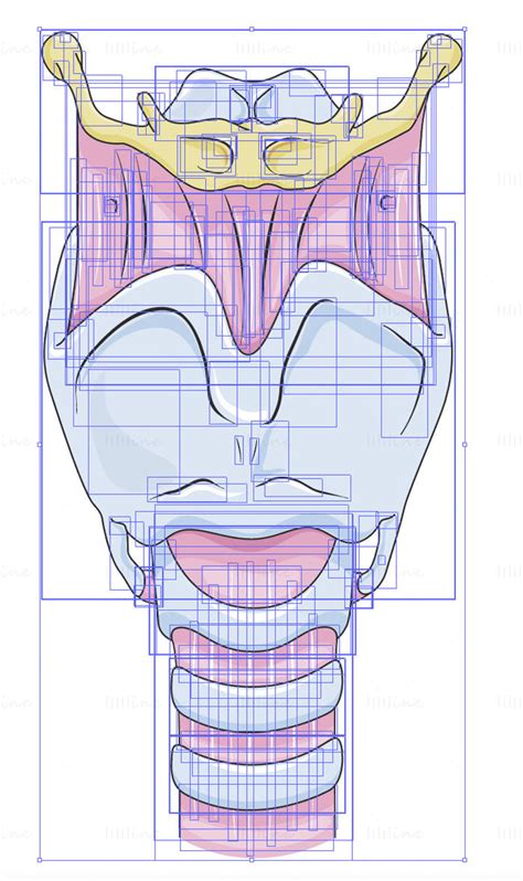 Larynx Vector
