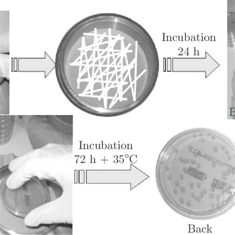 Schematic Representation Of Testing Microbial Barrier Permeability Download Scientific Diagram