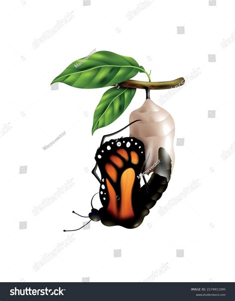 Realistic Monarch Life Cycle Stage Butterfly Stock Vector Royalty Free