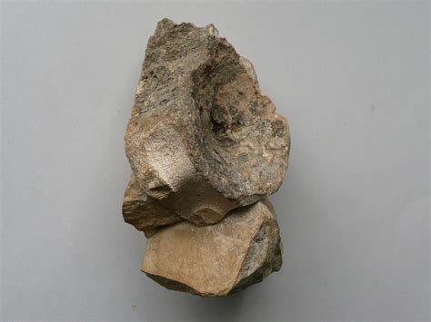 Ichtiosaur Vertebra Member Collections The Fossil Forum