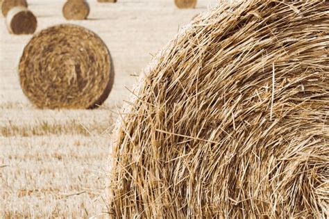 Premium Photo Close Up Of Hay Bale On Field