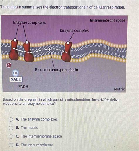 Solved The Diagram Summarizes The Electron Transport Chain Of Cellular