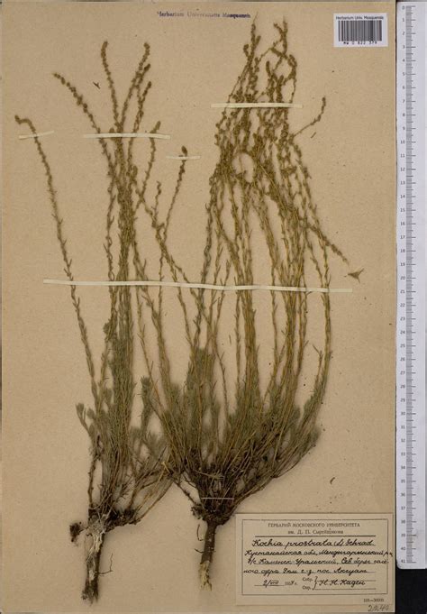 MW0822379, Kochia prostrata (Прутняк стелющийся), specimen