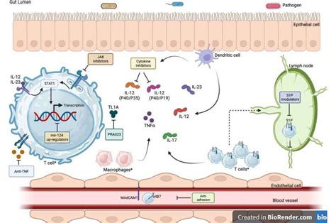 Investigating New And Future Therapies For Managing Inflammatory Bowel