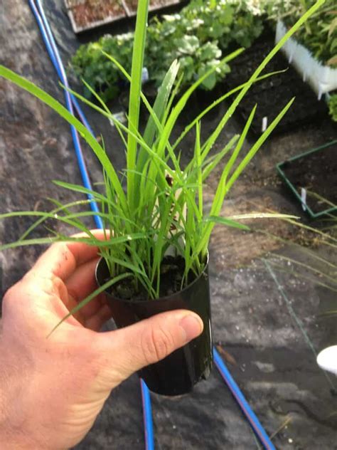 Growing Dianella By Seed Everydaywits