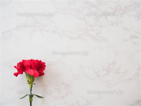 赤いカーネーションの花の写真素材 207072994 イメージマート