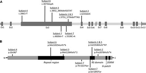 De Novo Truncating Variants In Son Cause Intellectual Disability
