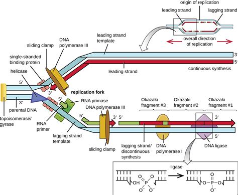 11 2 Dna Replication Microbiology 201