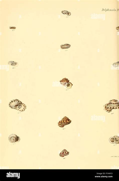 This Work Provides Detailed Illustrations And Descriptions Of Molluscan Shells Including Those