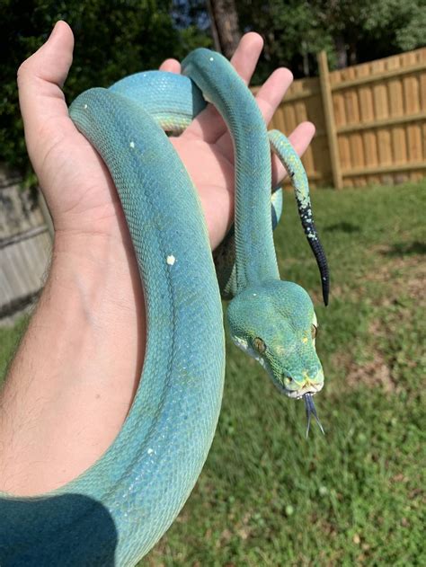 My Blue Green Tree Python Just Shed And Very Vibran Rreptiles