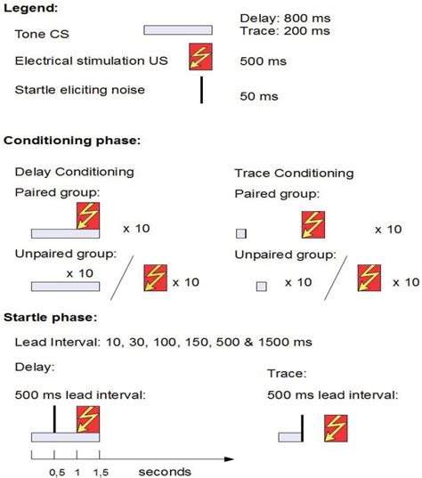 A Schematic Presentation Of The Structure Of Experiment The Experiment Download Scientific