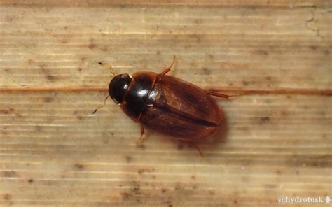 しみじみ牙蟲 ガムシ科 Hydrophilidae
