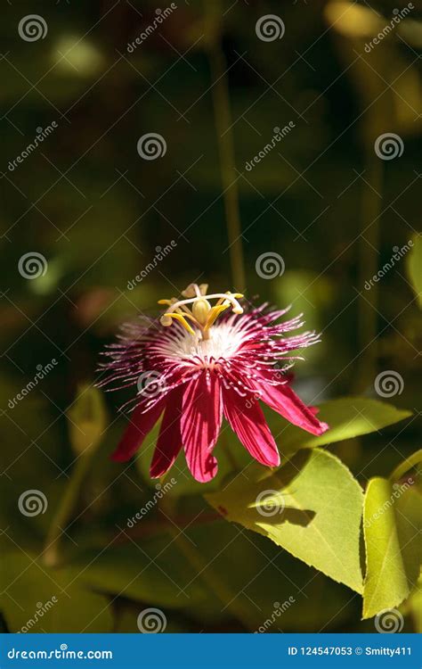 Pink Scarlet Flame Red Passionflower Called Passiflora Miniata Stock