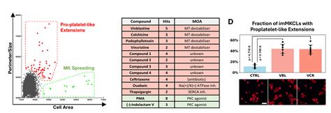 微小管の不安定化がips細胞由来巨核球からの血小板産生を促進～最終分化段階における新たなメカニズムを解明～ テック・アイ生命科学