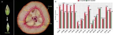 Tissue Specific Transcriptomics In Fruit Of Camellia Chekiangoleosa Download Scientific