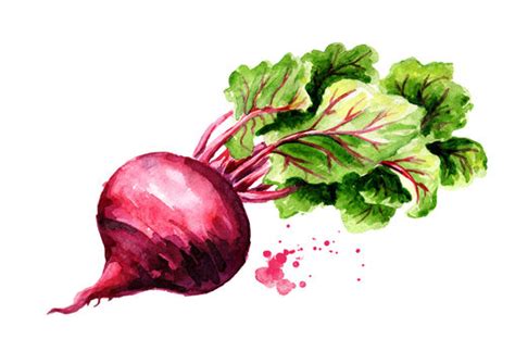 Beetroot Drawing