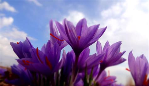What is Saffron? - Pure Saffron Farms