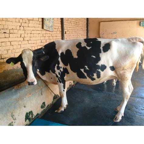 Hf Breed Cow Supplier And Brown Gir Cow In Karnal Haryana India