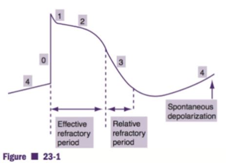 Week 3 Arrhythmias And Hf Flashcards Quizlet