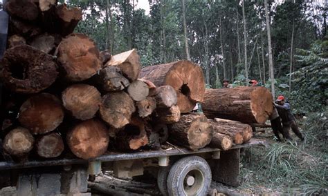 Illegal Logging Riau Sumatra Photos Wwf