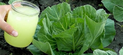 Come Eliminare La Farfalla Cavolaia E Le Larve Con Metodi Naturali
