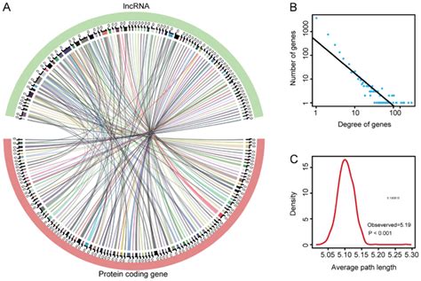 Topological Features Of The Non Functioning Pituitary Adenoma