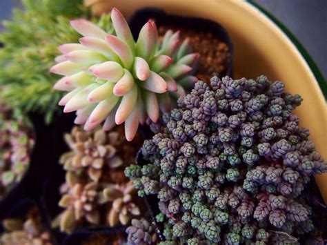 ポット苗の多肉寄せ集め樹氷ダシフィルム覆輪万年草 多肉初心者の備忘log 植樹 多肉植物アレンジメント 多肉植物