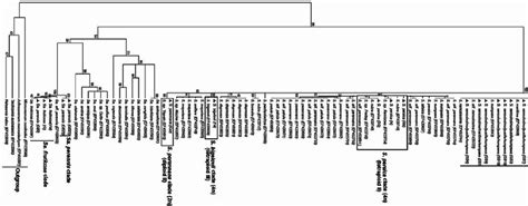 maximum likelihood tree based on 164 ets sequences 62 ets sequences