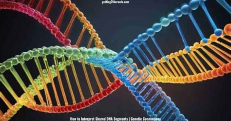 how to interpret shared dna segments genetic connections