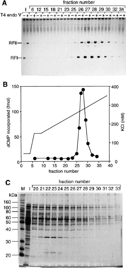 Purification Of Xp V Complementation Activity A And B Fractions