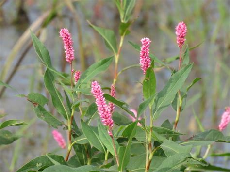 Chilillo De Agua Erecto Variedad Persicaria Amphibia Emersa · Naturalista Colombia