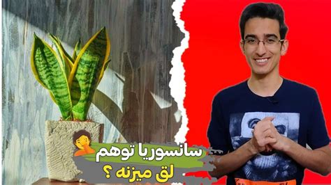 چرا سانسوریا لق میزنه؟🤔 مشکلات و بیماری های گیاه سانسوریا Youtube