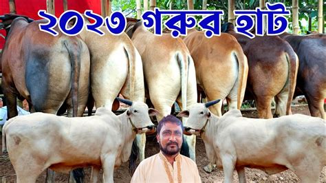 বলদ গরু এবং শাহিওয়াল গরু গুলো কেমন দামে বিক্রি হলো মিরশান্নী হাট থেকে