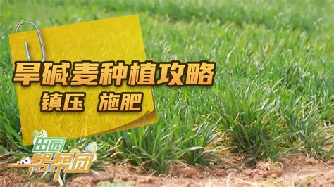 苗情弱、出苗难，2000亩旱碱麦陷入种植困境如何破解？专家：轻镇压施肥，守护麦田健康 「田园帮帮团」20240506 农业致富经