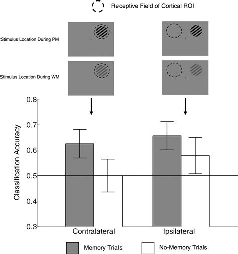Spatially Global Representations In Human Primary Visual Cortex During