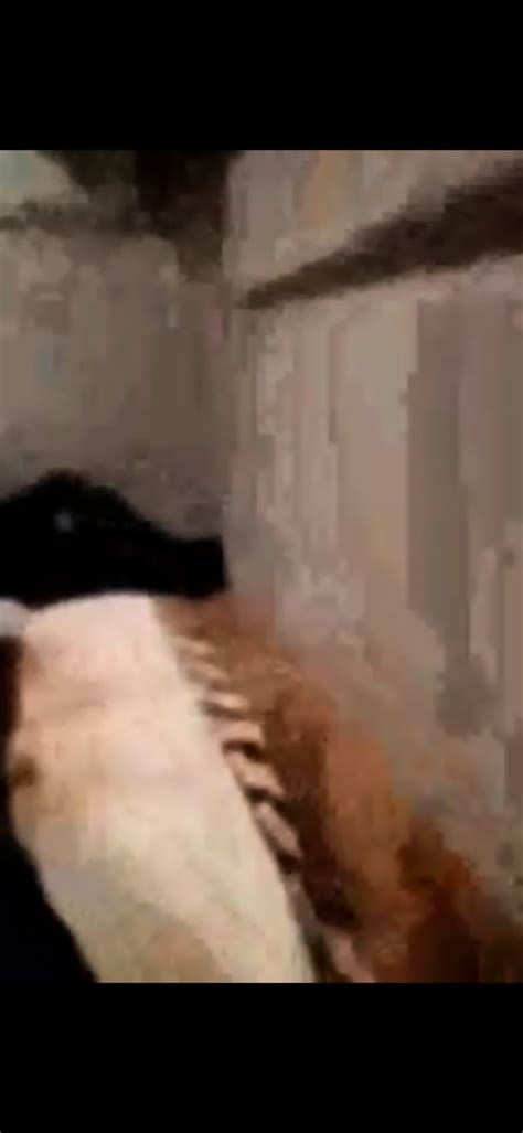 Tiko Youtube Eporner