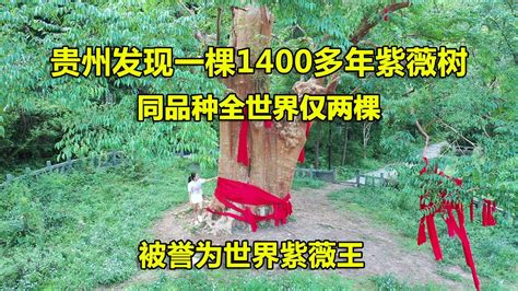 贵州有一棵1400多年紫薇树，同品种是世界上最大的，被誉为紫薇王【青云迹】 Youtube