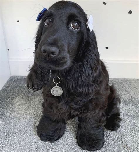 Mini Black Cocker Spaniel