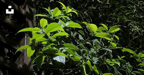 葉がたくさんある緑の茂みの写真 Unsplashの無料緑写真