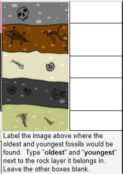 Fossils Interactive Assignment By Sydney N Teachers Pay Teachers
