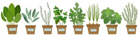 870 Potted Herbs White Background Stock Illustrations Royalty Free