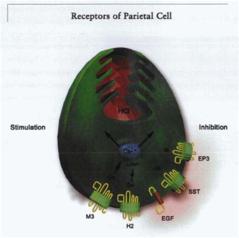 The Parietal Cell Basicmedical Key