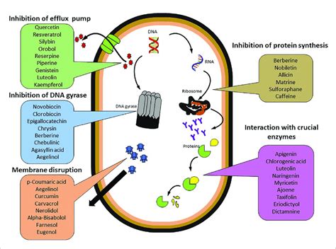 Multiple Drug Resistant In Bacteria At Janice Bowen Blog