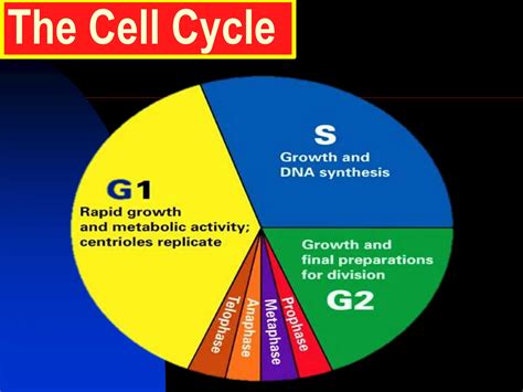 Cell Cycle Mitosis And Meiosis Ppt