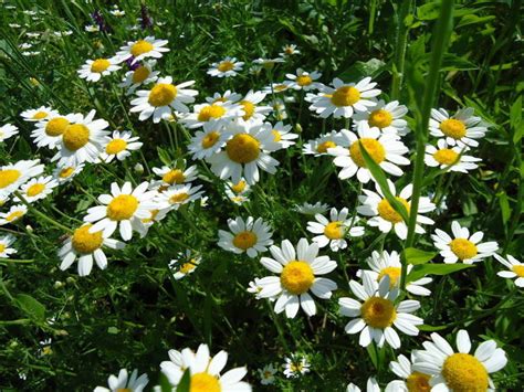 Pyrethrum Kills Mosquitoes Daves Garden
