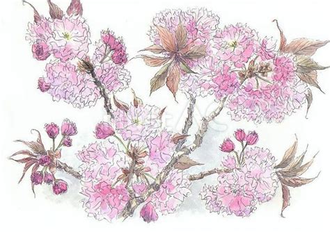 サクライラスト No 23168625無料イラスト フリー素材ならイラストAC