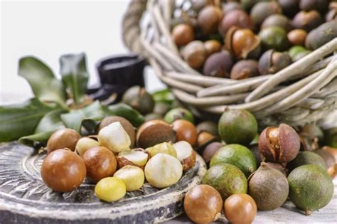 How Much Is A Macadamia Tree Worth 🐝 Actionable Bootstrapping Guides