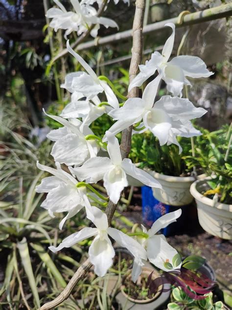 Dendrobium Anosmum Alba No Flower Ls Group